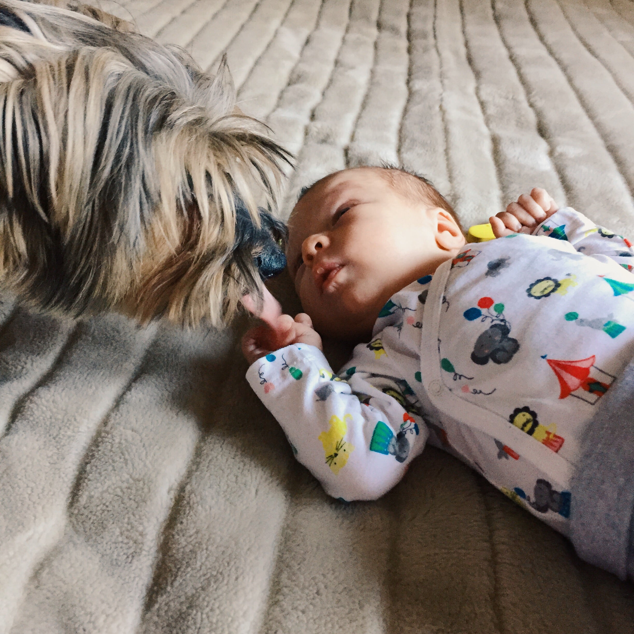 Bébé arrive : comment bien préparer son chien ? - Dog Dog