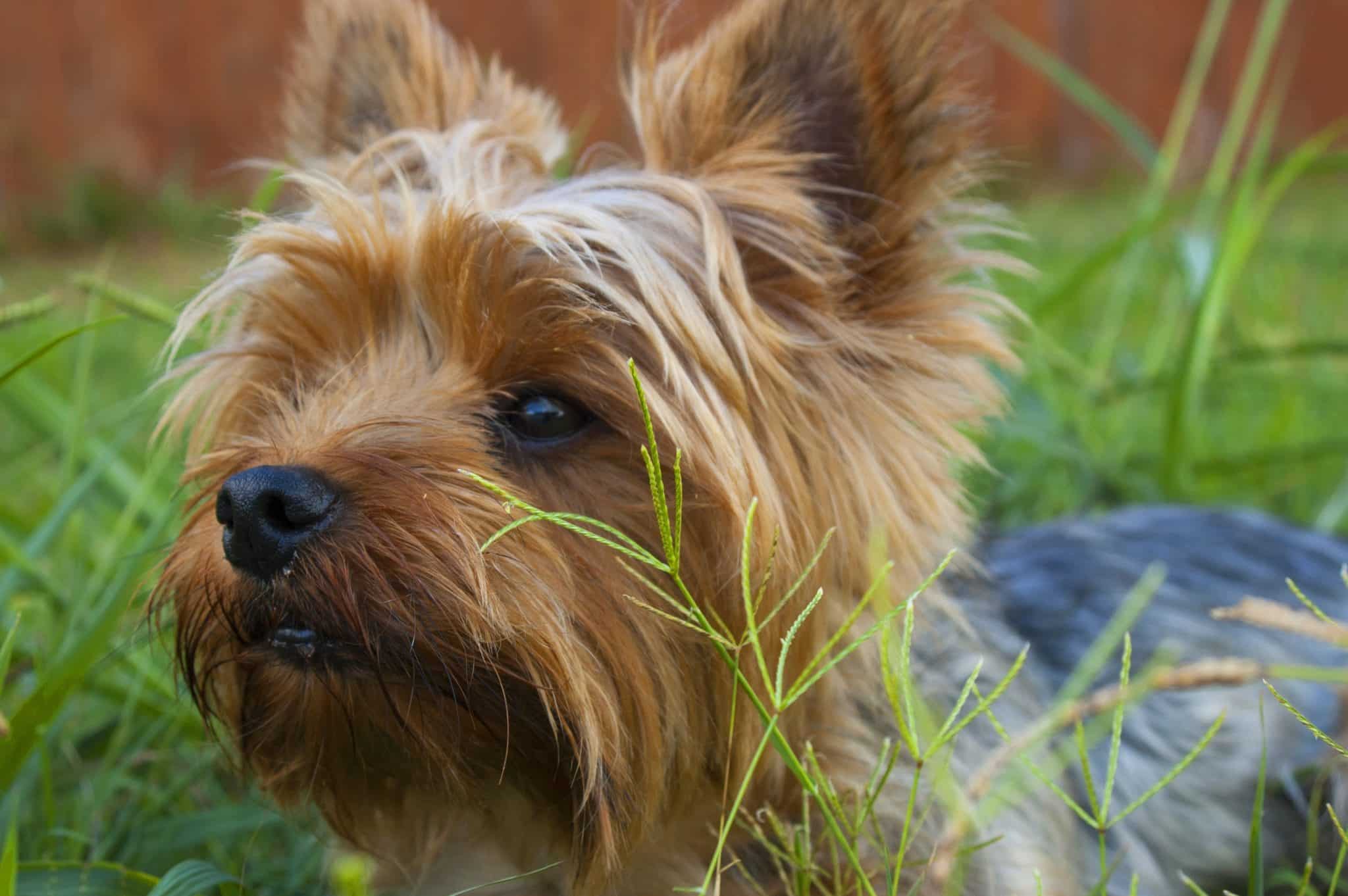 Aoutat chien : traitement naturel à privilégier - Dog Dog