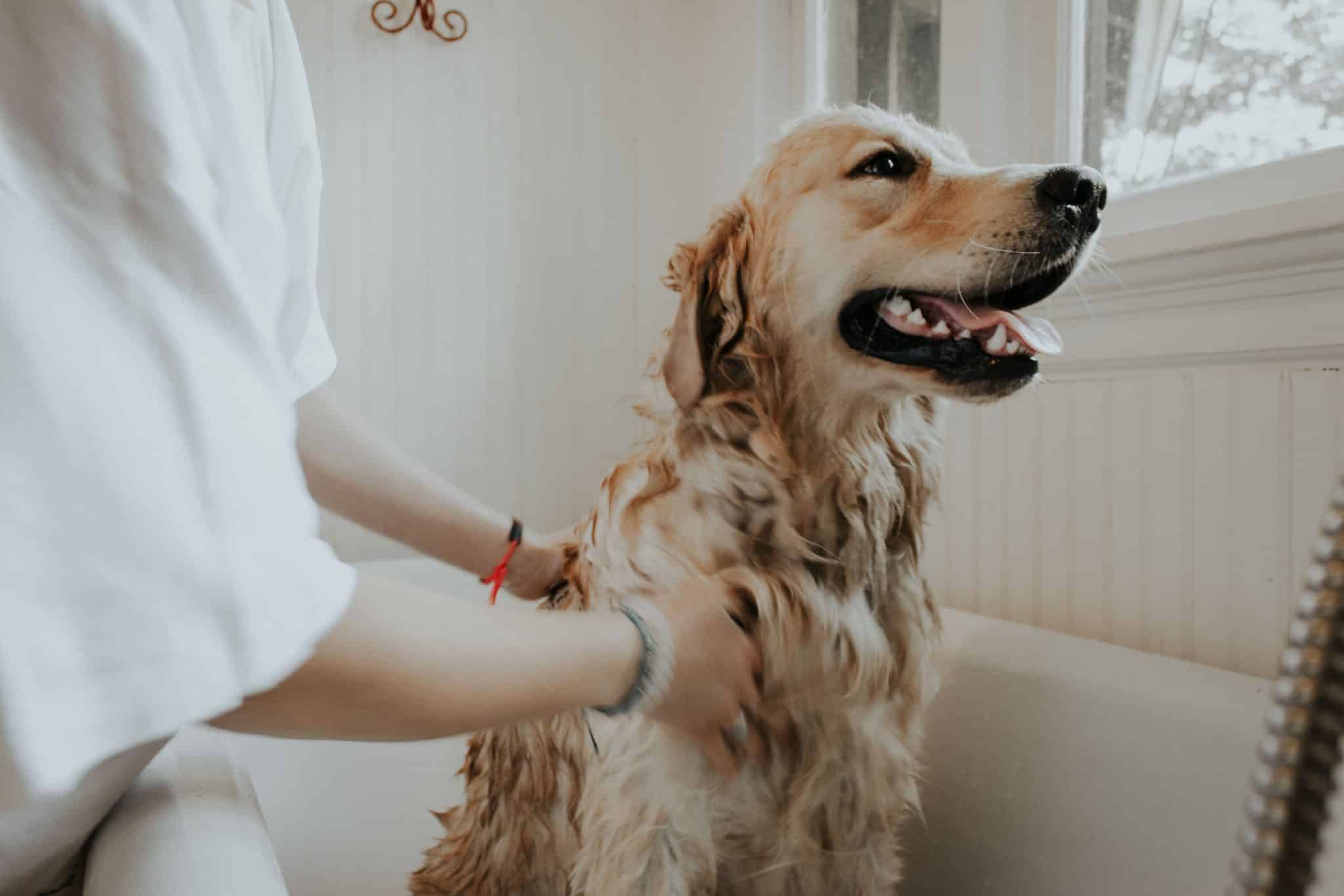 Aoutat chien : traitement naturel à privilégier - Dog Dog