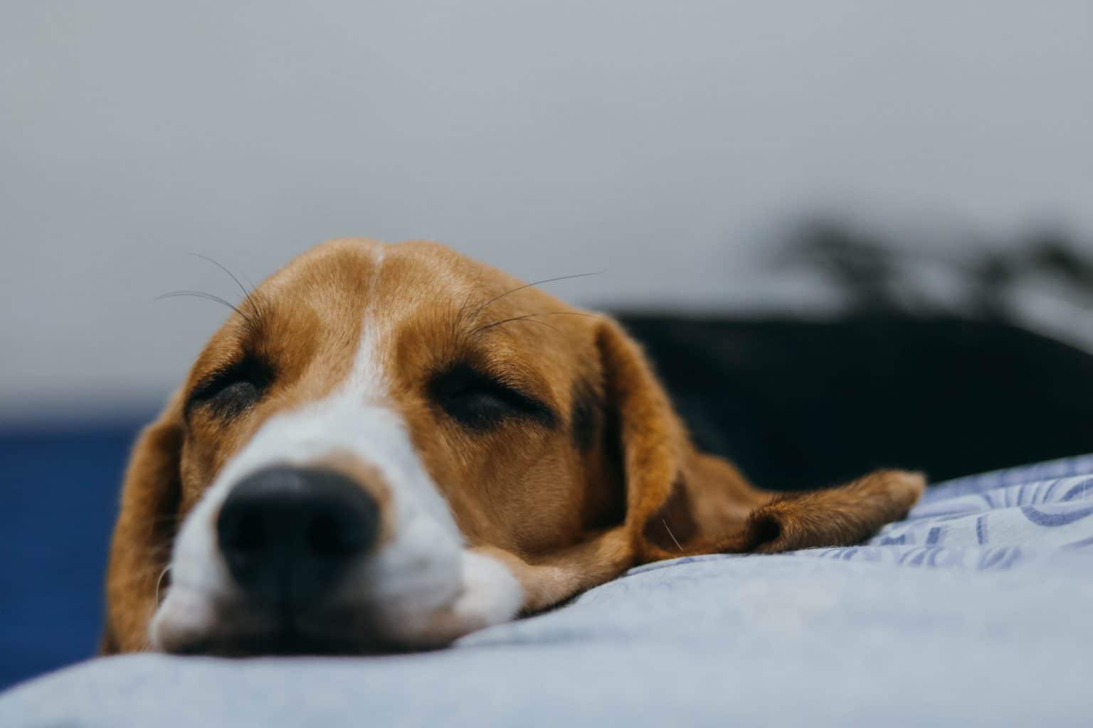 Aoutat chien : traitement naturel à privilégier - Dog Dog