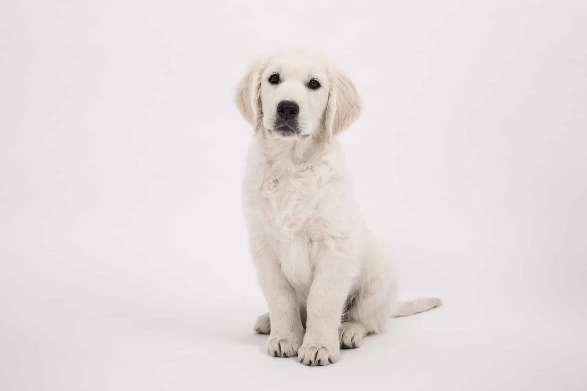 Comment bien dresser son chien Comment bien dresser son chien