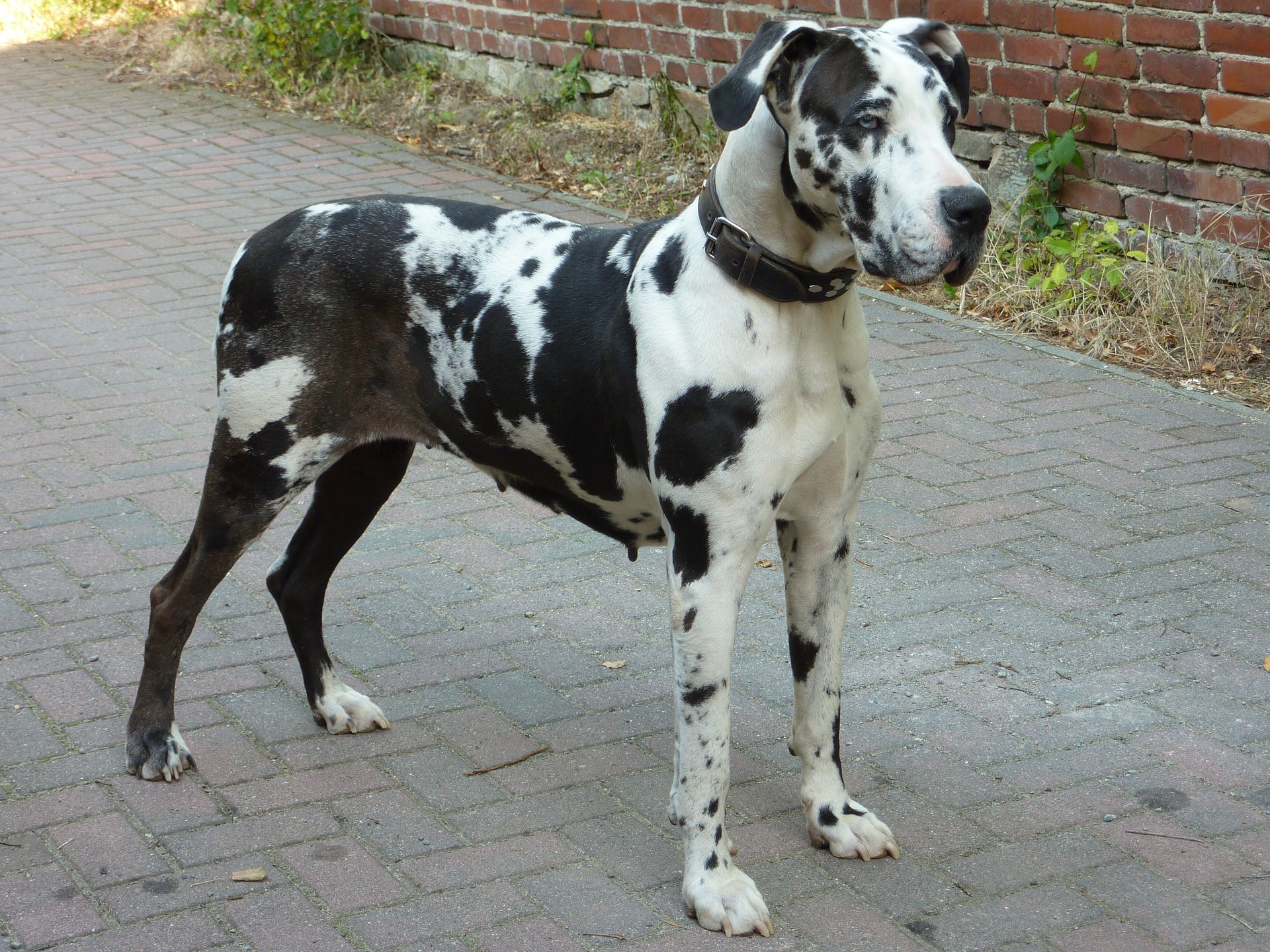 Les 5 couleurs de robe du Dogue allemand - Dog Dog