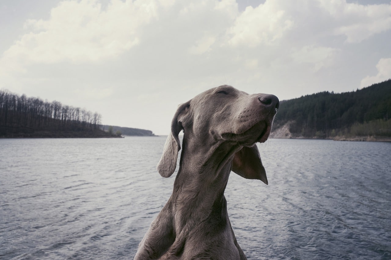 Braque de Weimar : une race sportive de grand chien de chasse