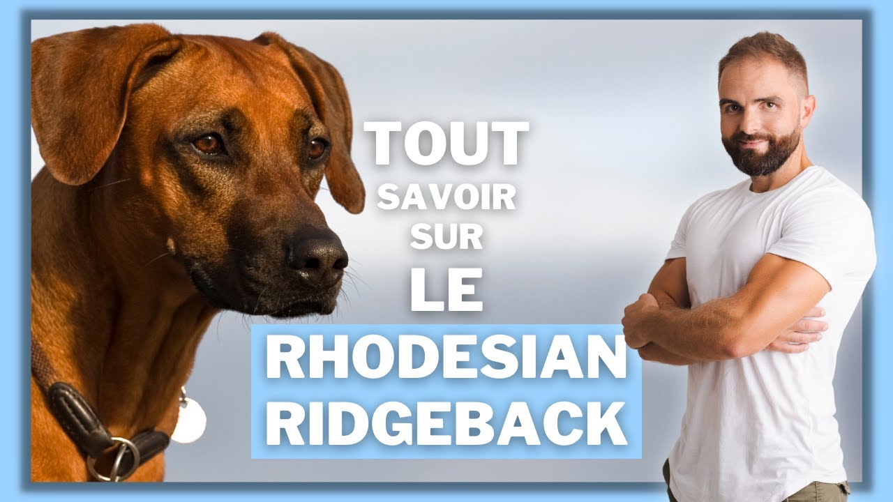 Photos de races de chiens ridés - Dog Dog