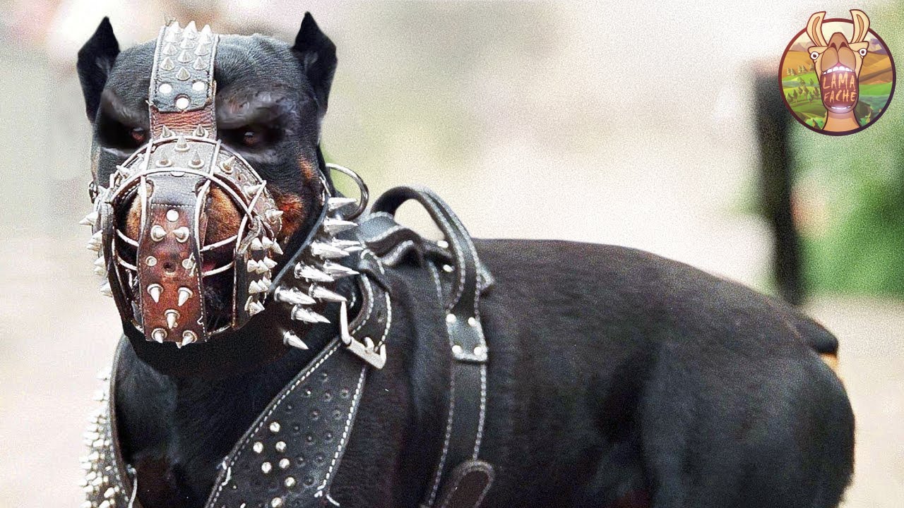 Photos de races de chiens ridés - Dog Dog